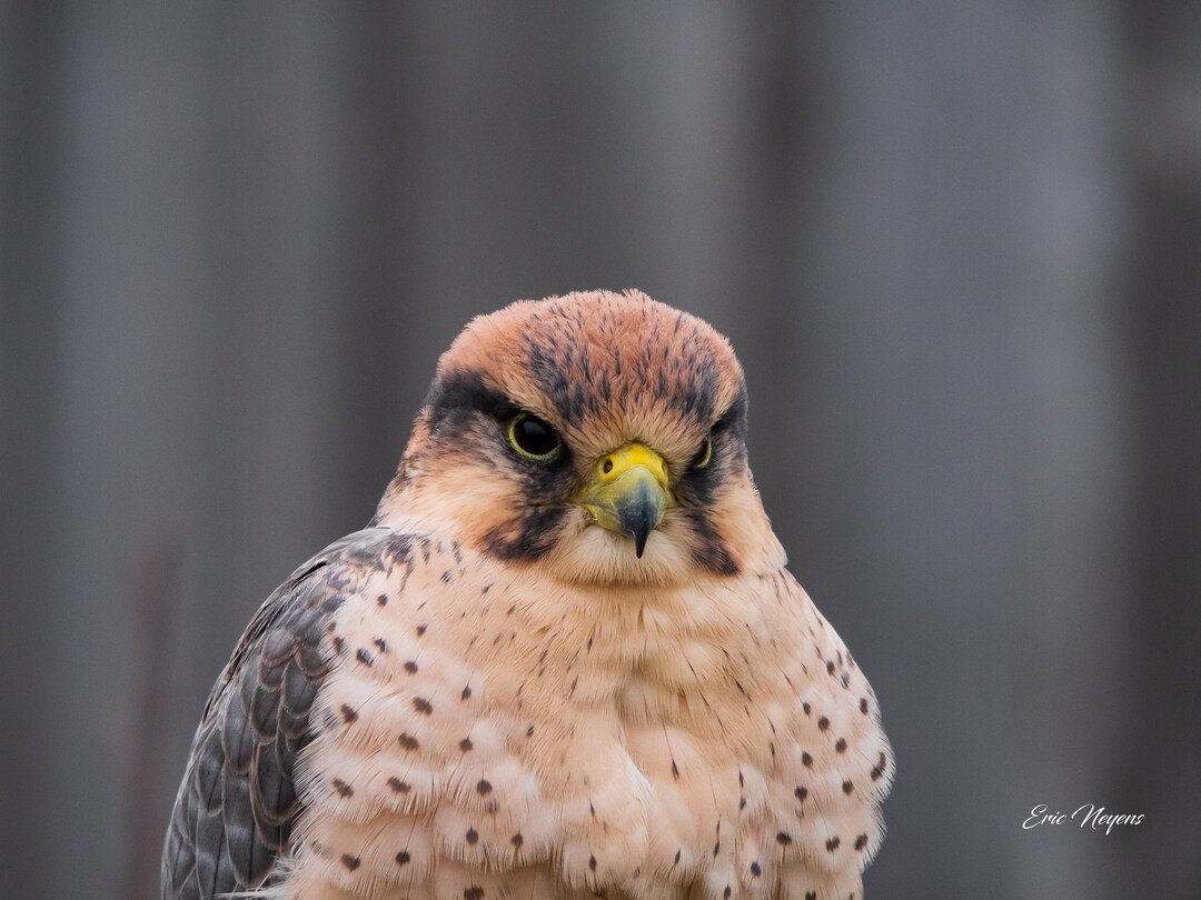 Falcon: Lanner Falcon Profile - Digital Download - Etsy