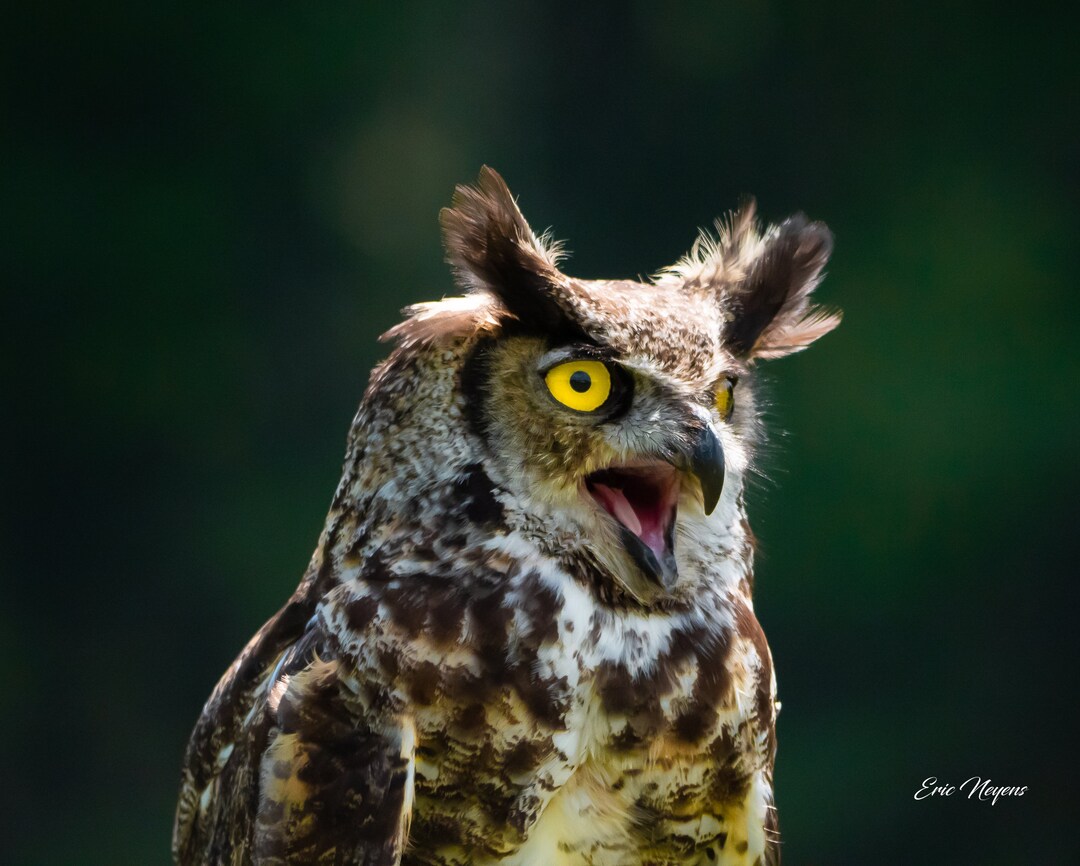 Owl: Great Horned Owl Call - Digital Download - Etsy
