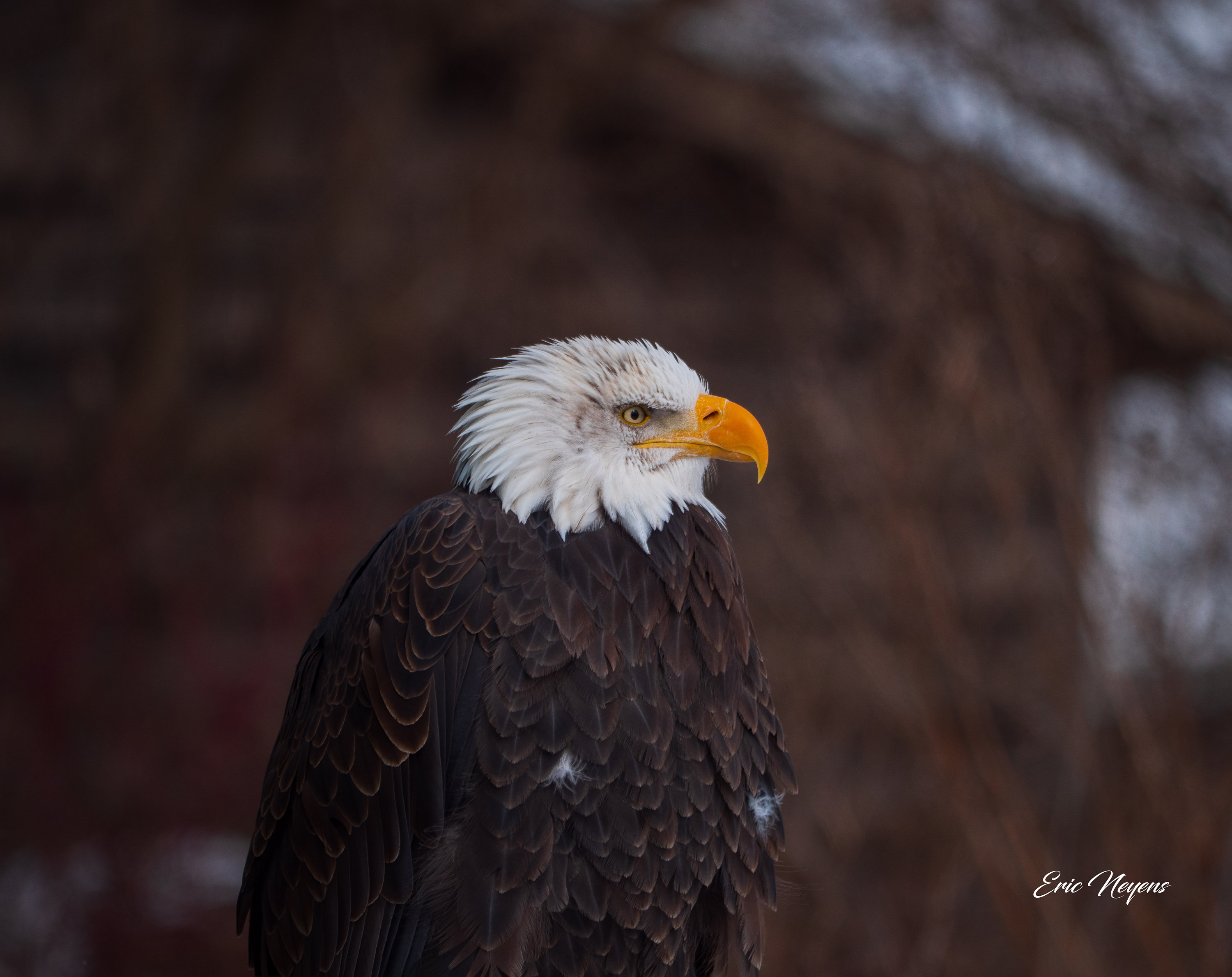 Eagle: Bald Eagle Portrait Shot - Digital Download - Etsy