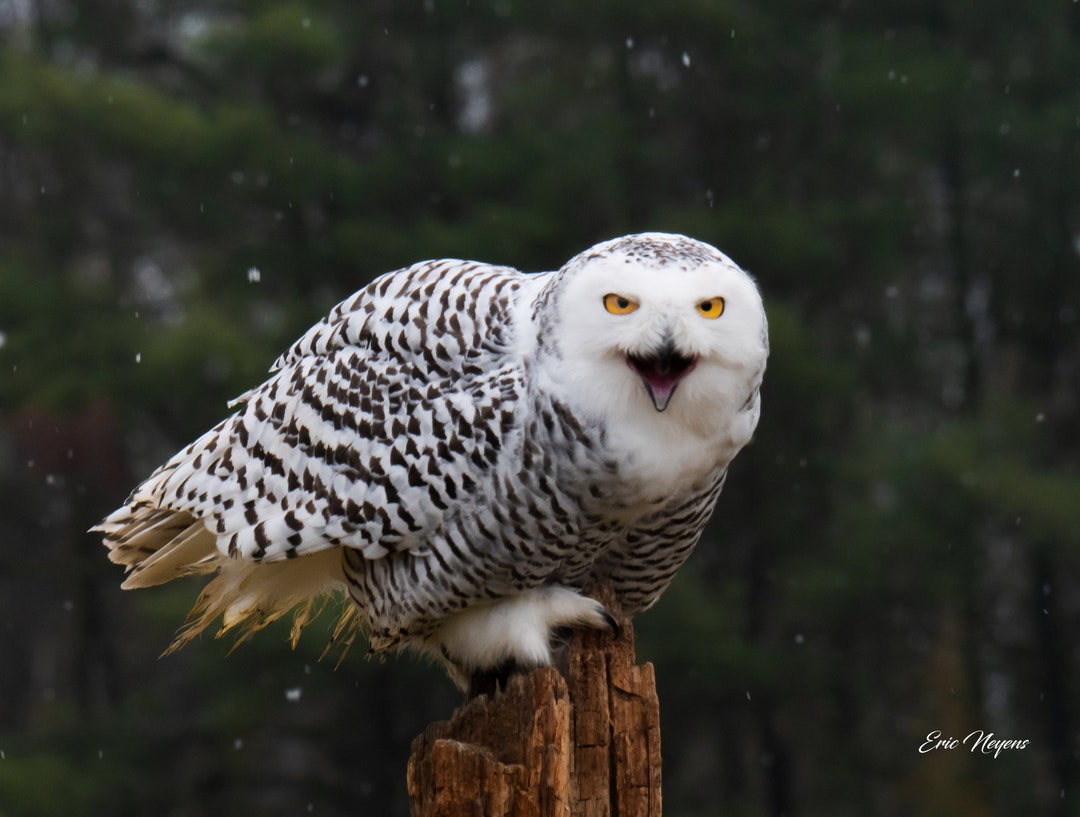 Owl: Snowy Owl Print - Etsy