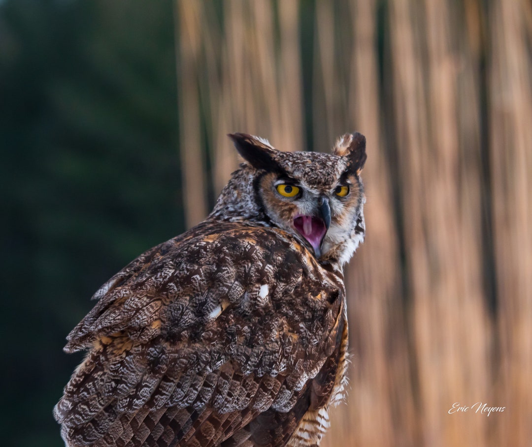 Owl: Screaming Great-horned Owl - Digital Download - Etsy