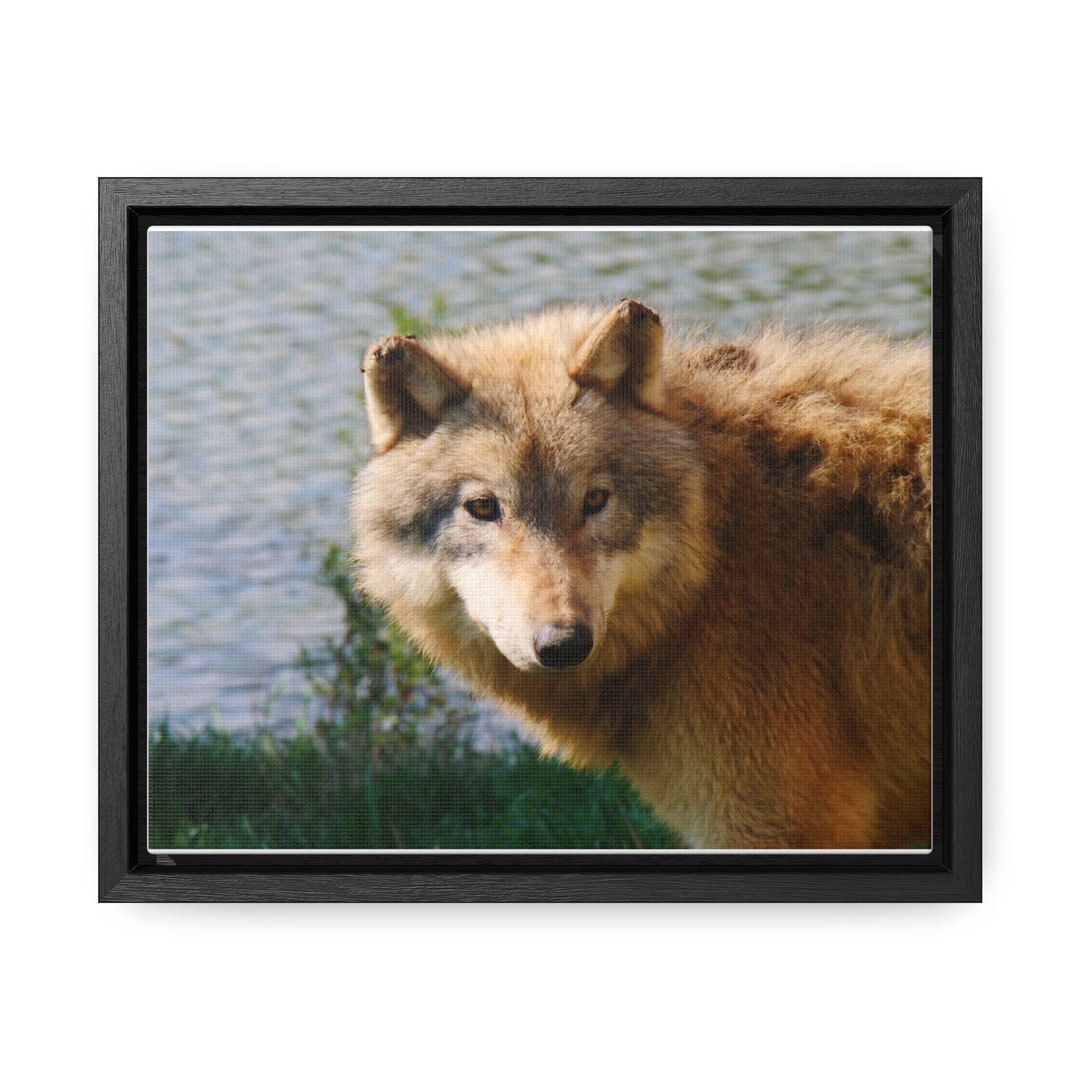 Wolf: Gallery Canvas Wraps, Horizontal Frame - Etsy