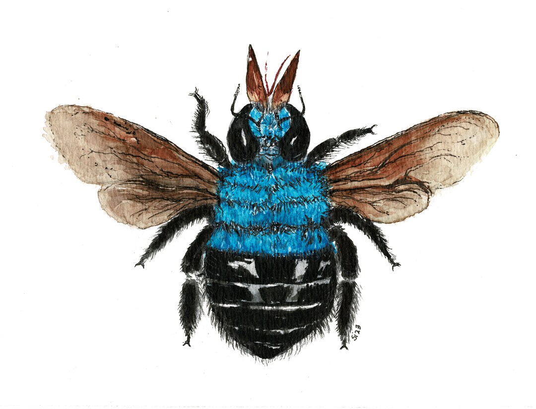 Fine Art Print of "blue Bee" 8x10 Original Ink and Watercolor ...