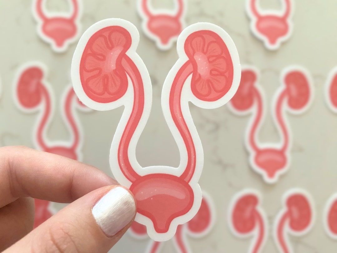 Kidney Sticker, Medical Stickers, for Kids, for STEM, for Medicine, for ...