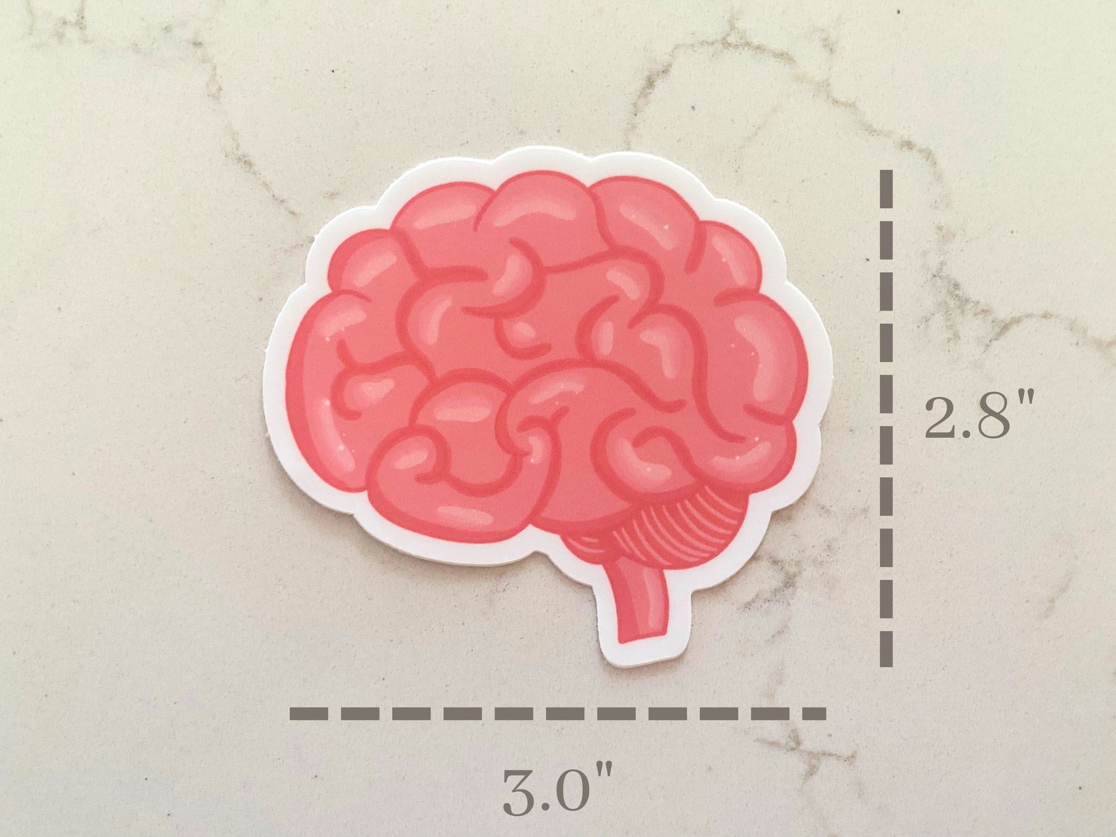 Brain Sticker, Medical Stickers, for Kids, for STEM, for Medicine, for ...