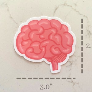 Brain Sticker, Medical Stickers, for Kids, for STEM, for Medicine, for ...