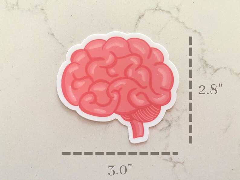 Brain Sticker, Medical Stickers, for Kids, for STEM, for Medicine, for ...