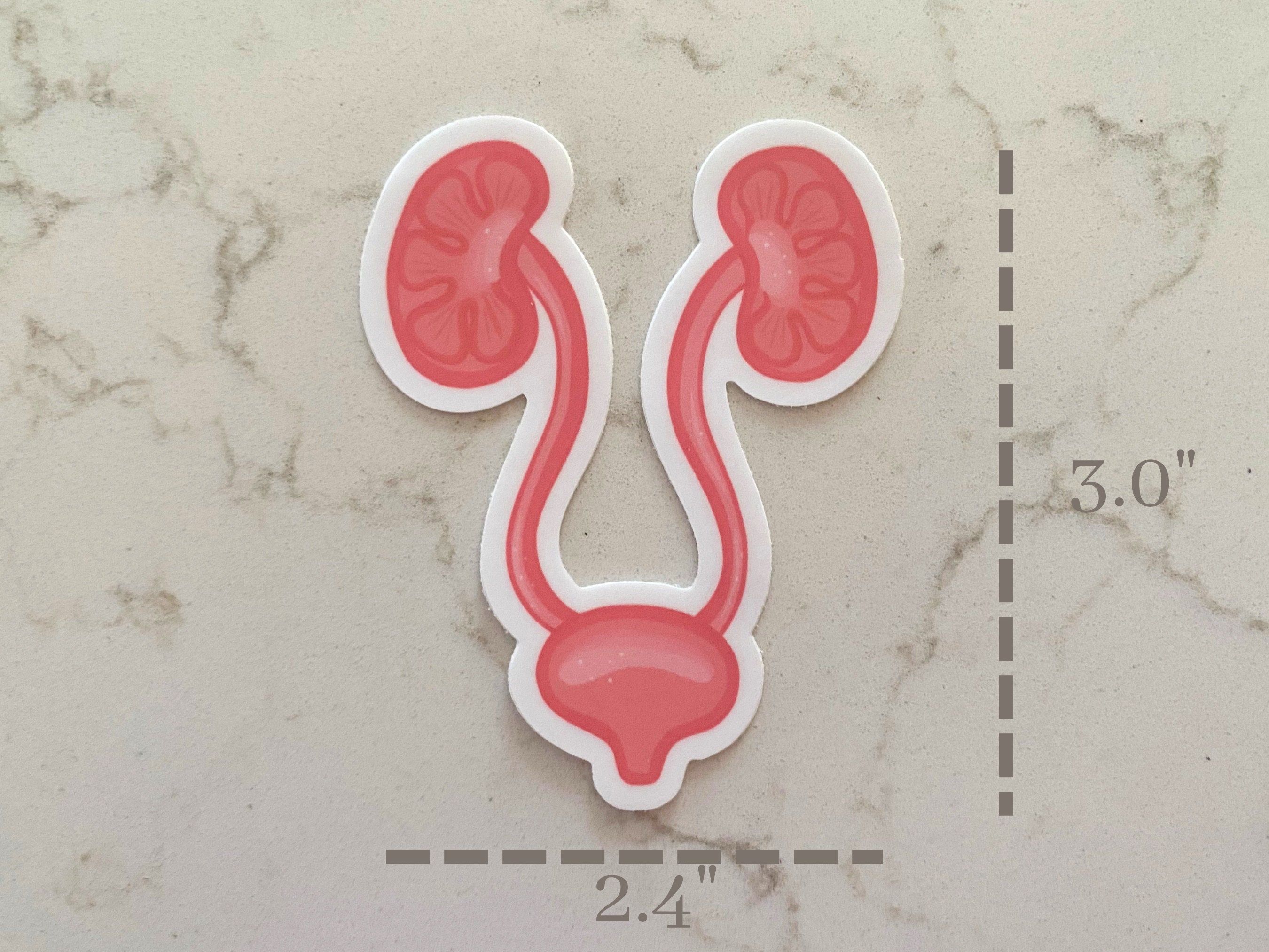 Kidney Sticker, Medical Stickers, for Kids, for STEM, for Medicine, for ...