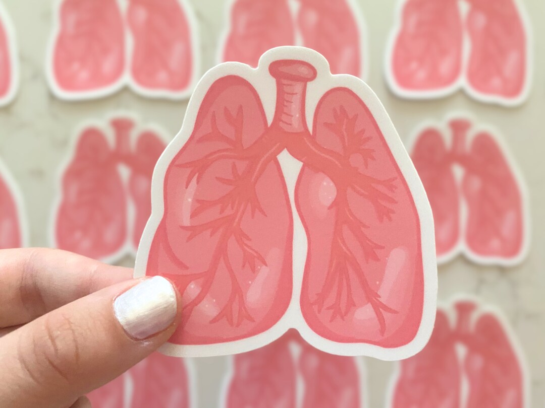 Lungs Sticker, Medical Stickers, for Kids, for STEM, for Medicine, for ...