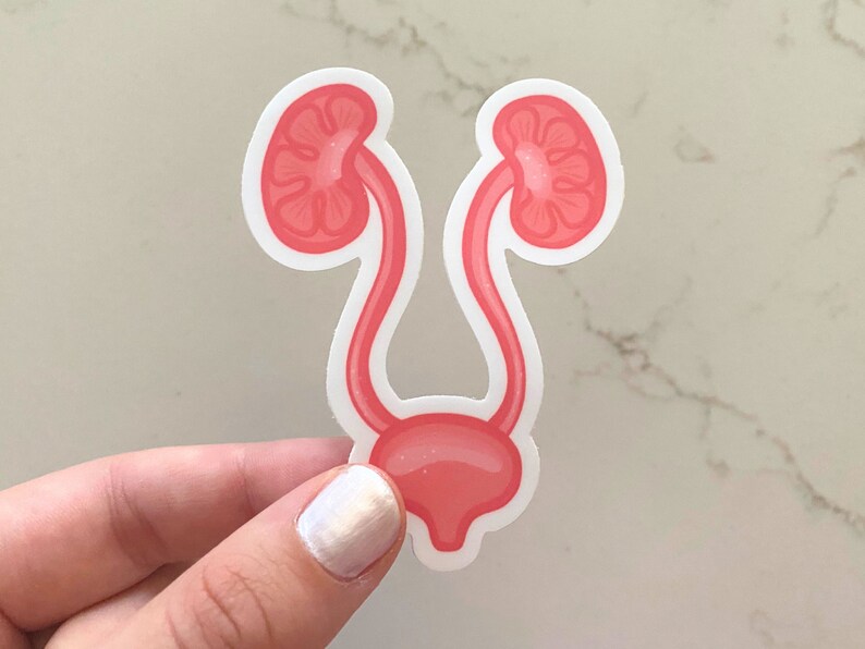 Kidney Sticker, Medical Stickers, for Kids, for STEM, for Medicine, for ...