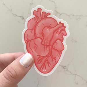 Anatomical Heart Sticker, Medical Stickers, for STEM, for Medicine, for ...
