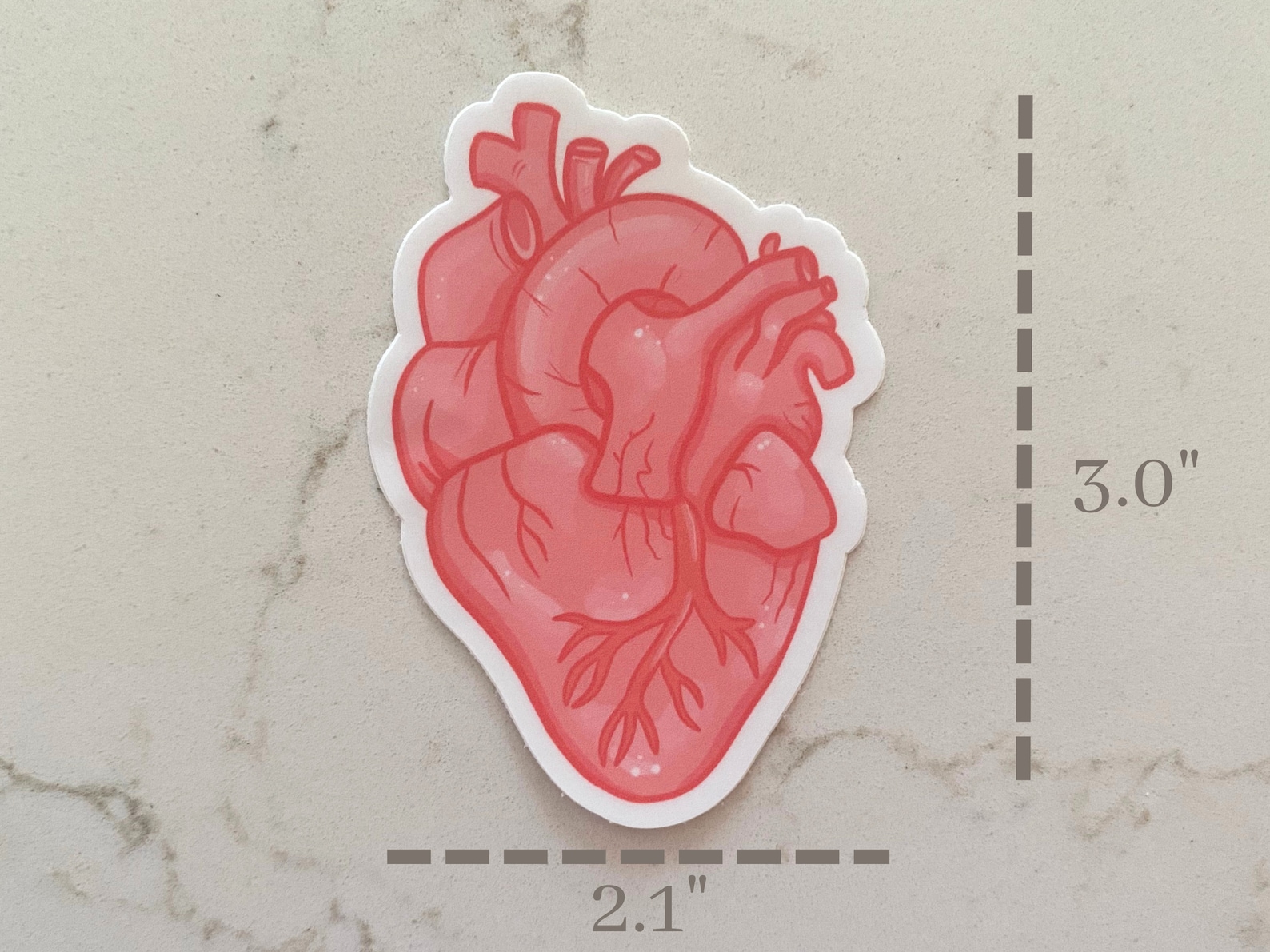 Anatomical Heart Sticker, Medical Stickers, for STEM, for Medicine, for ...
