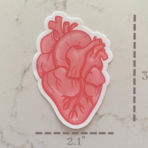 Anatomical Heart Sticker, Medical Stickers, for STEM, for Medicine, for ...