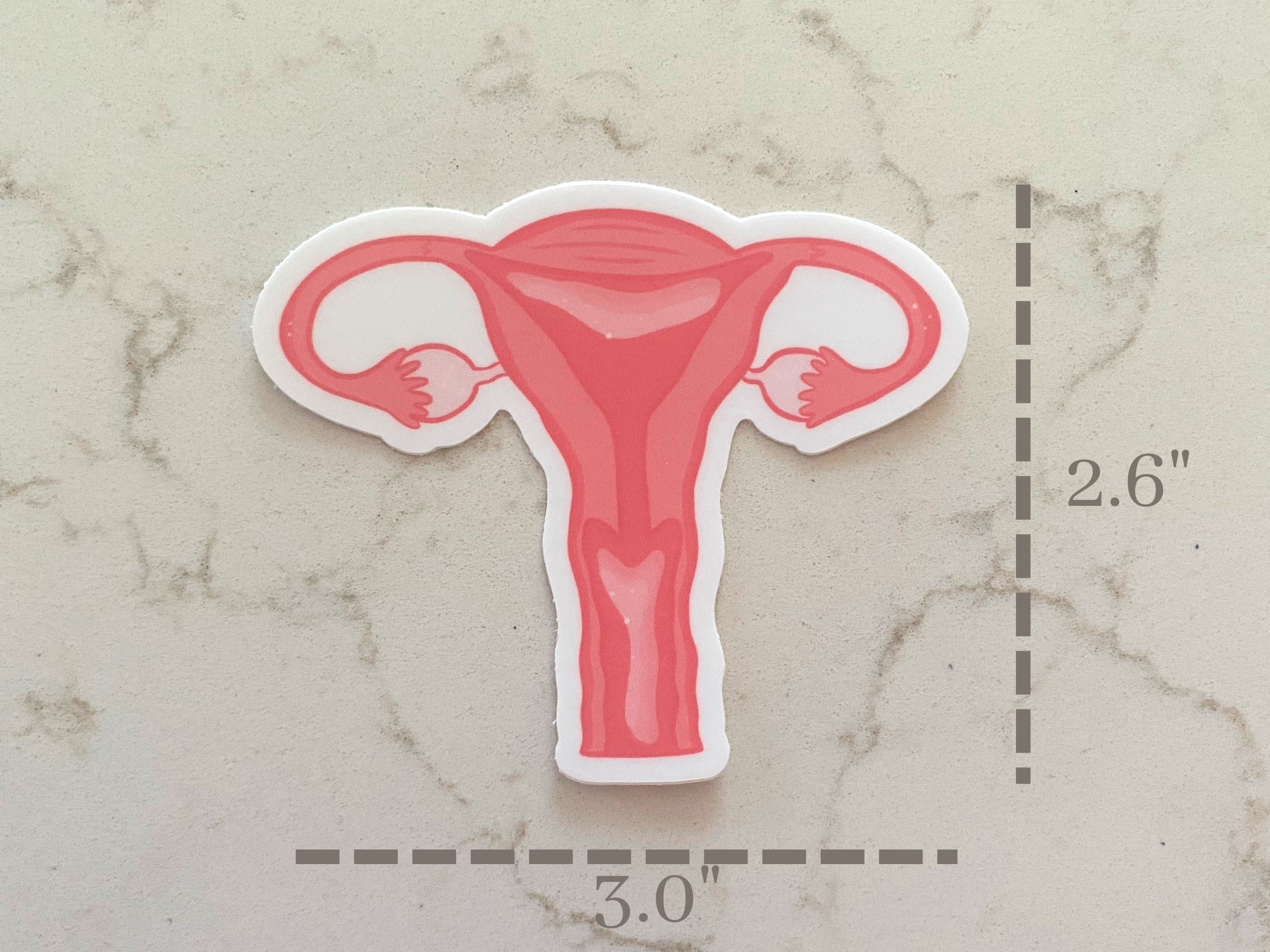 Uterus Sticker, Medical Stickers, for Kids, for STEM, for Medicine, for ...