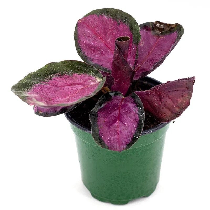 Calathea Purple Rose Geoppertia Roseopicta Tropical Houseplant Buy Any ...