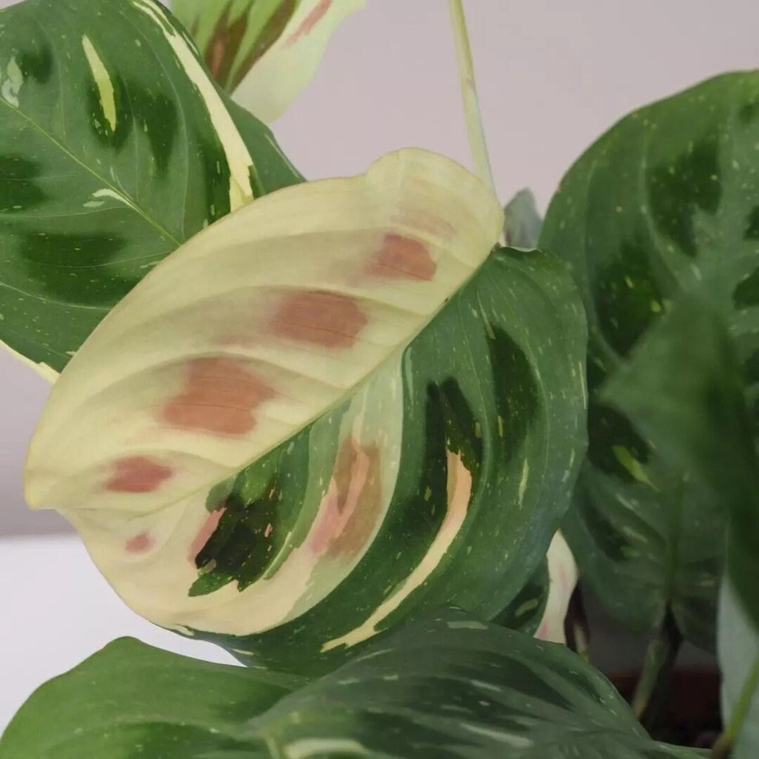 Beauty Kim Variegated Maranta Leuconeura Prayer Plant Tropical ...