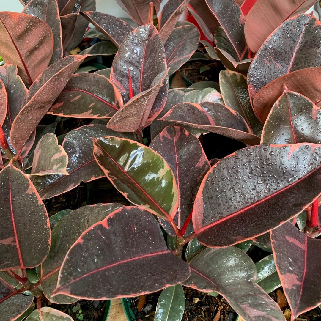 Ficus Elastica Ruby Pink Variegated Rubber Tree Rubber Plant Tropical ...