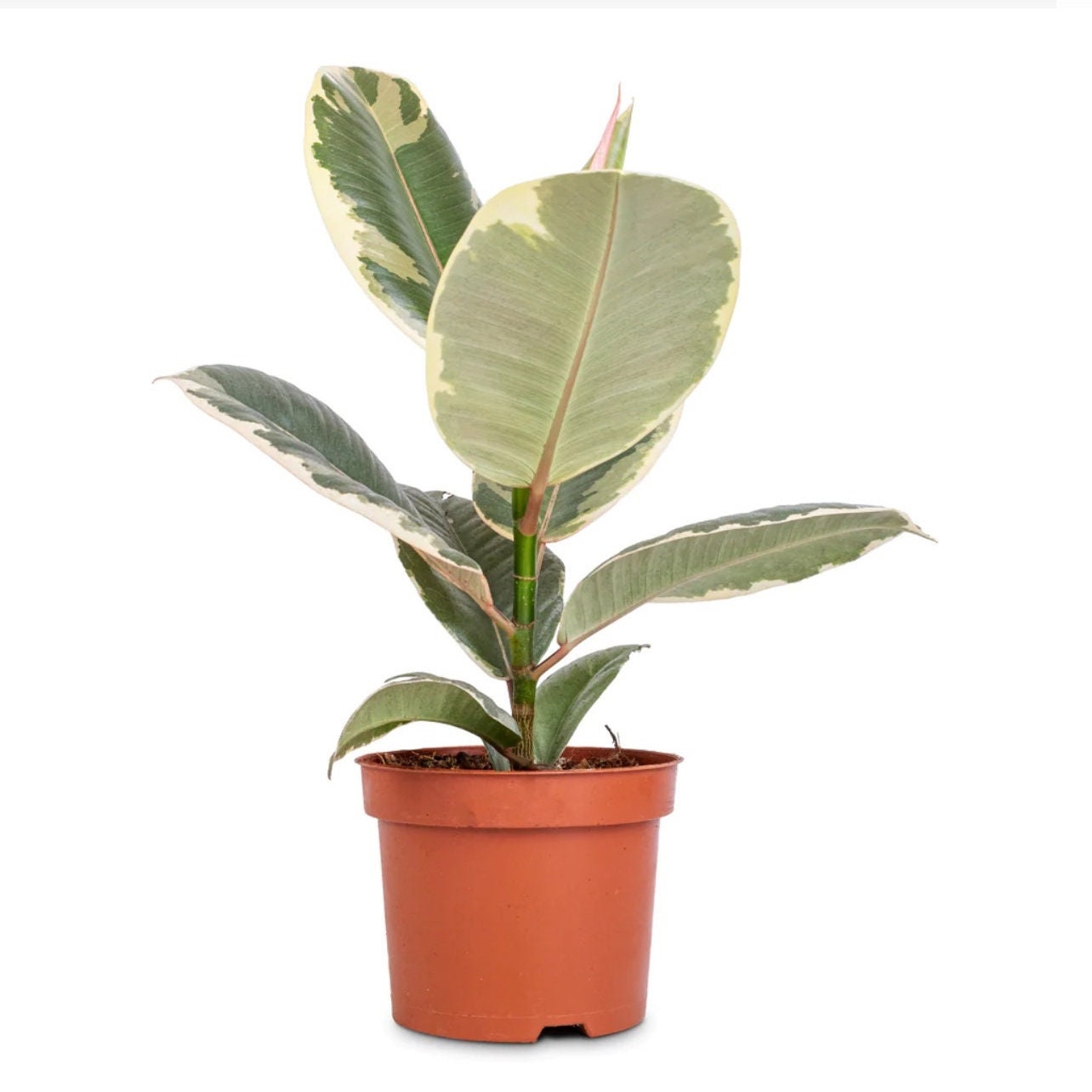 Ficus Elastica Tineke Variegated Rubber Tree Rubber Plant Tropical ...