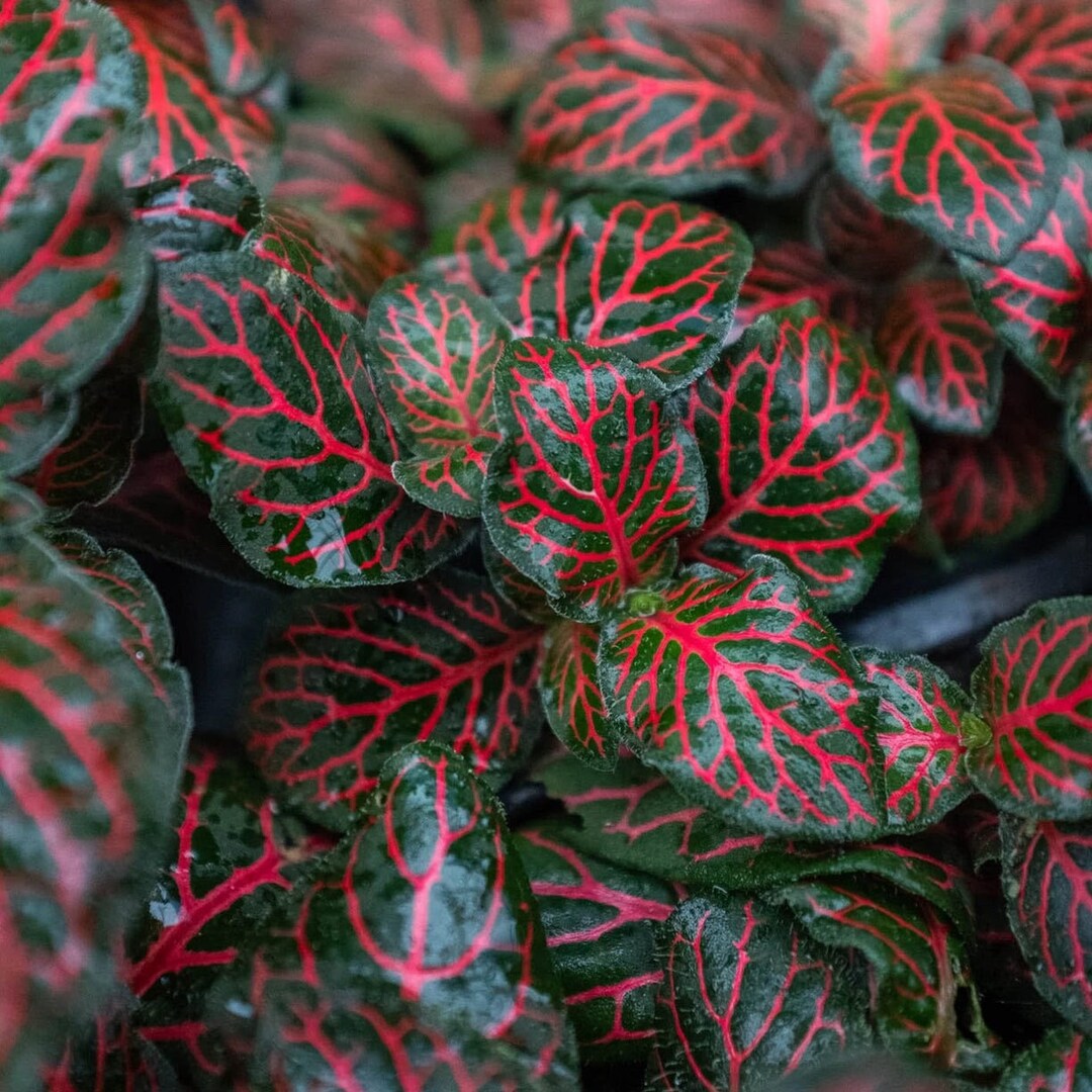 Red Fittonia Albivenis Nerve Plant Houseplant Buy Any 3 Get 1 Free ...