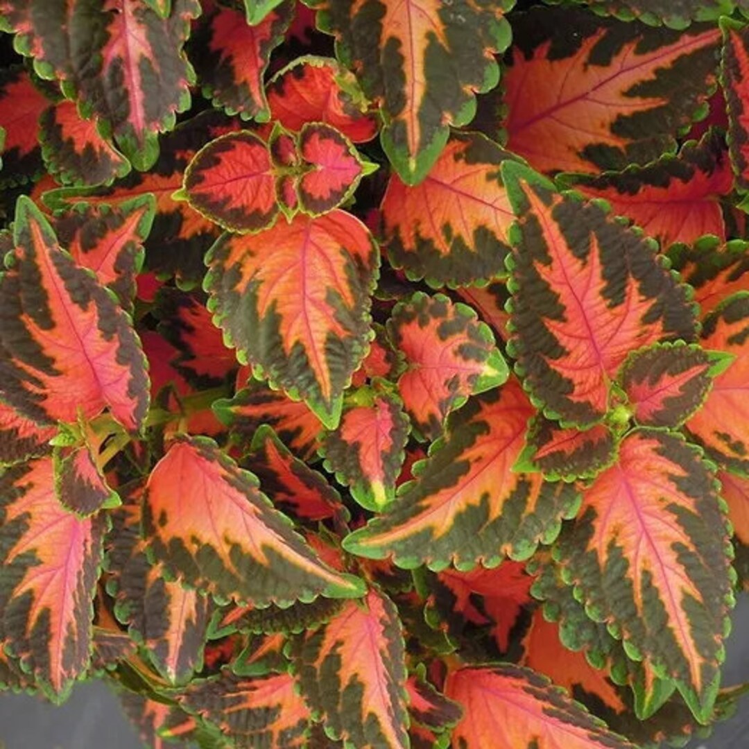15 Coral Sunrise Coleus Seeds Indoor Tropical Houseplant Outdoor Annual ...