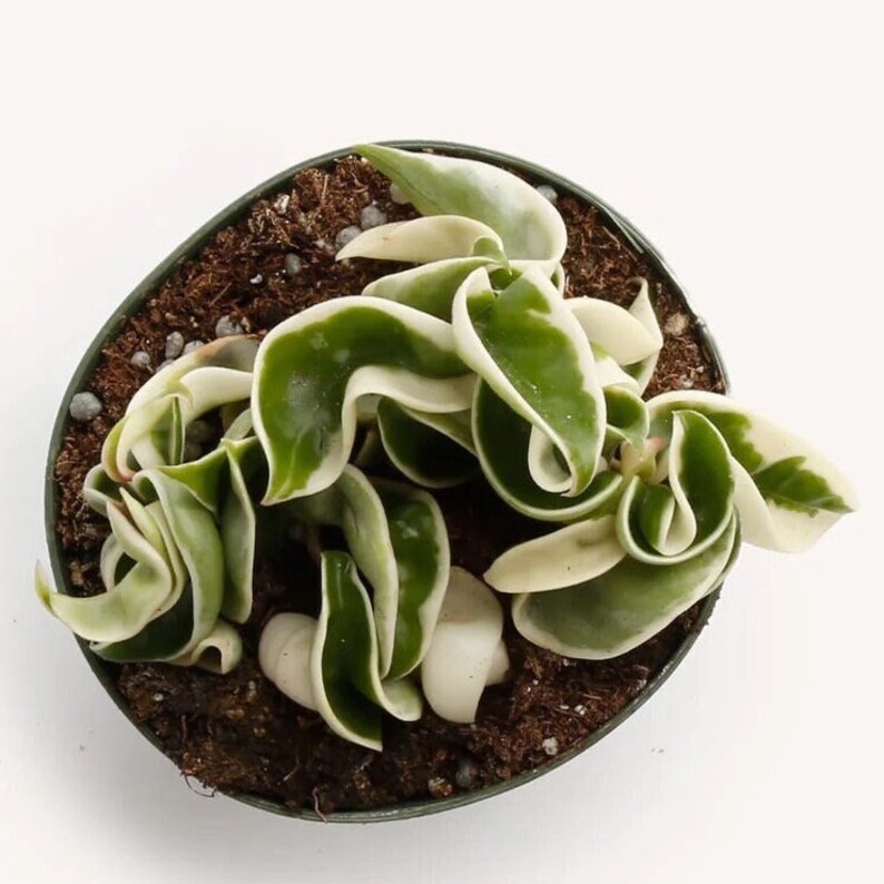 Variegated Hoya Rope Plant Succulent Houseplant Buy Any 3 Get 1 Free ...