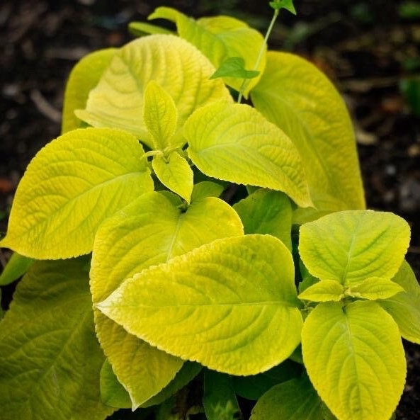 15 Golden Coleus Seeds Indoor Tropical Houseplant Outdoor Annual Flower ...