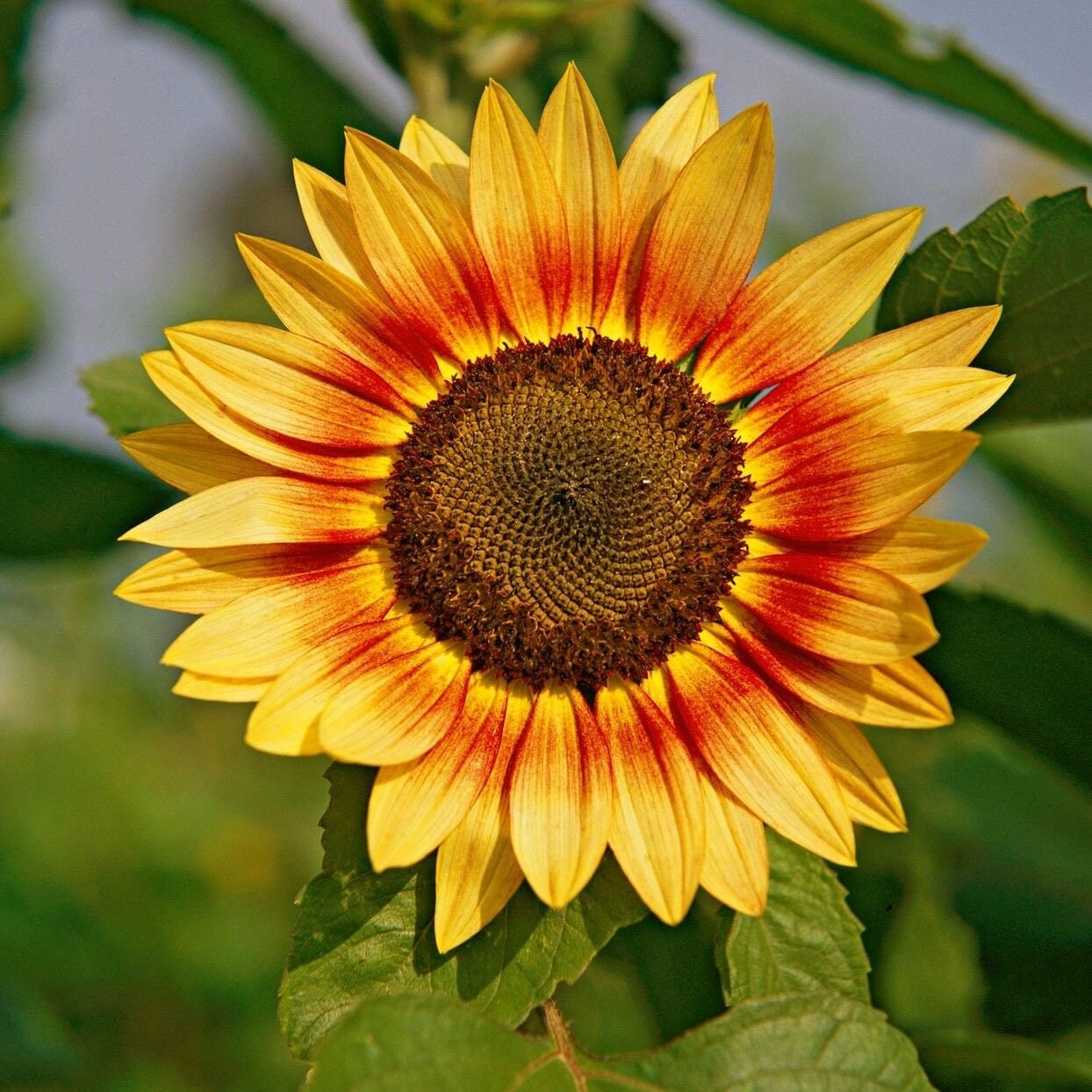 15 Ring of Fire Sunflower Seeds Helianthus Annuus Outdoor Annual Flower ...