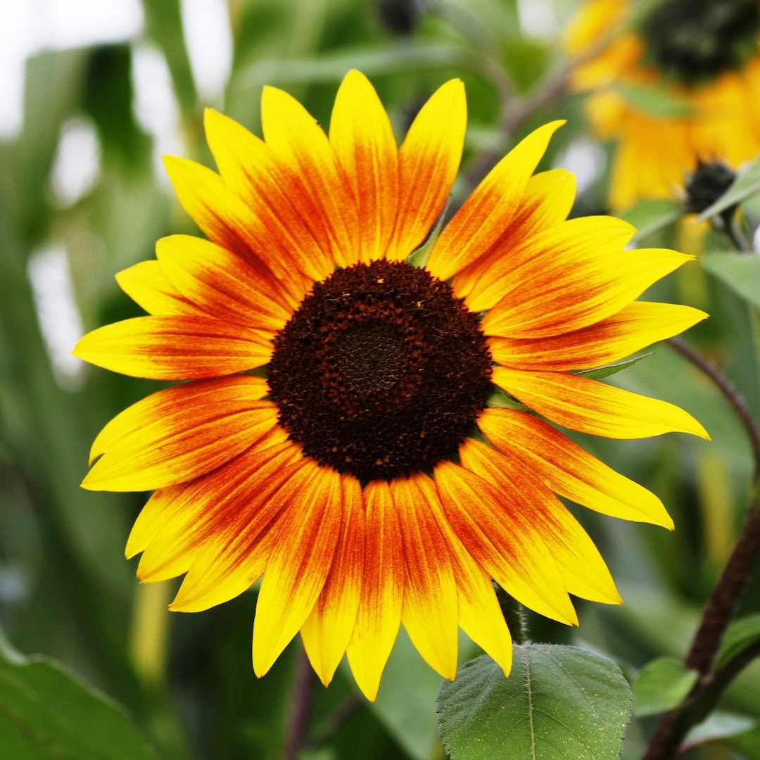 15 Ring of Fire Sunflower Seeds Helianthus Annuus Outdoor Annual Flower ...