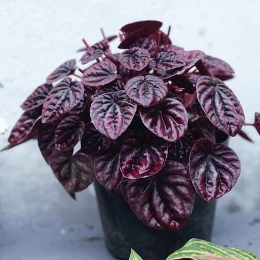 Peperomia Ripple Red Radiator Plant Tropical Houseplant Buy Any 3 Get 1 ...