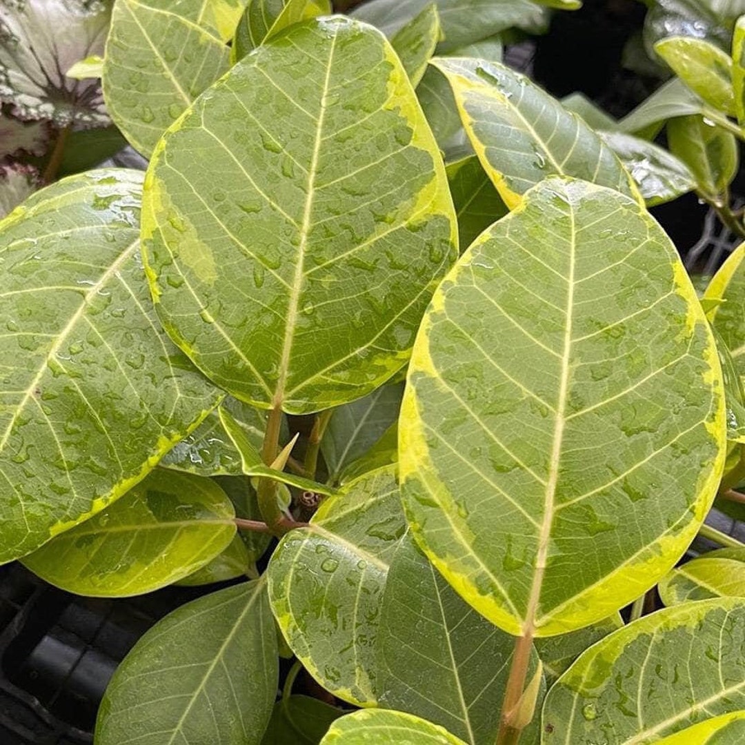 Ficus Altissima Yellow Gem Lofty Fig Tropical Houseplant Buy Any 3 Get ...