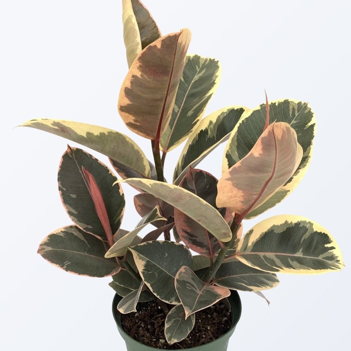 Ficus Elastica Tineke Variegated Rubber Tree Rubber Plant Tropical ...