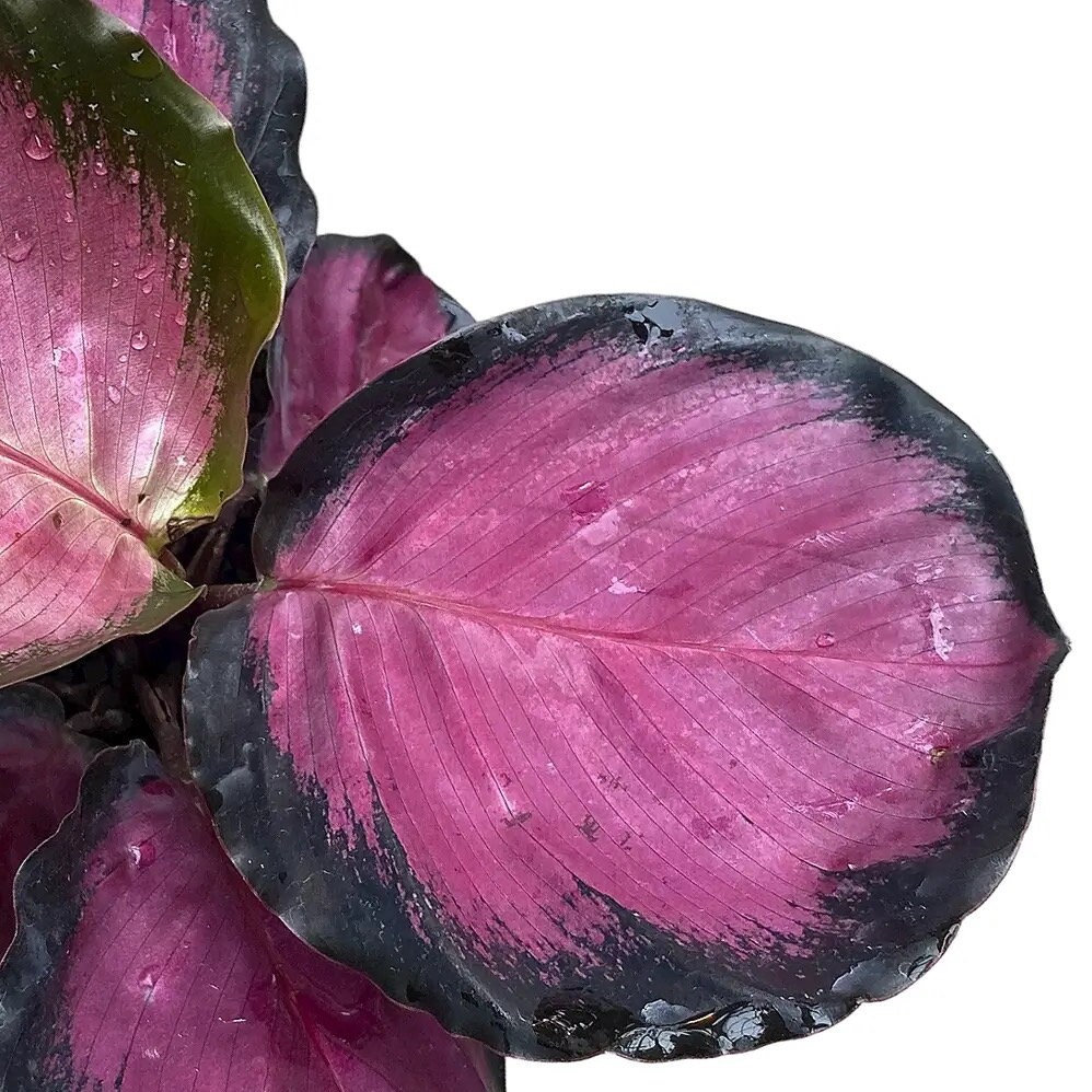 Calathea Purple Rose Geoppertia Roseopicta Tropical Houseplant Buy Any ...