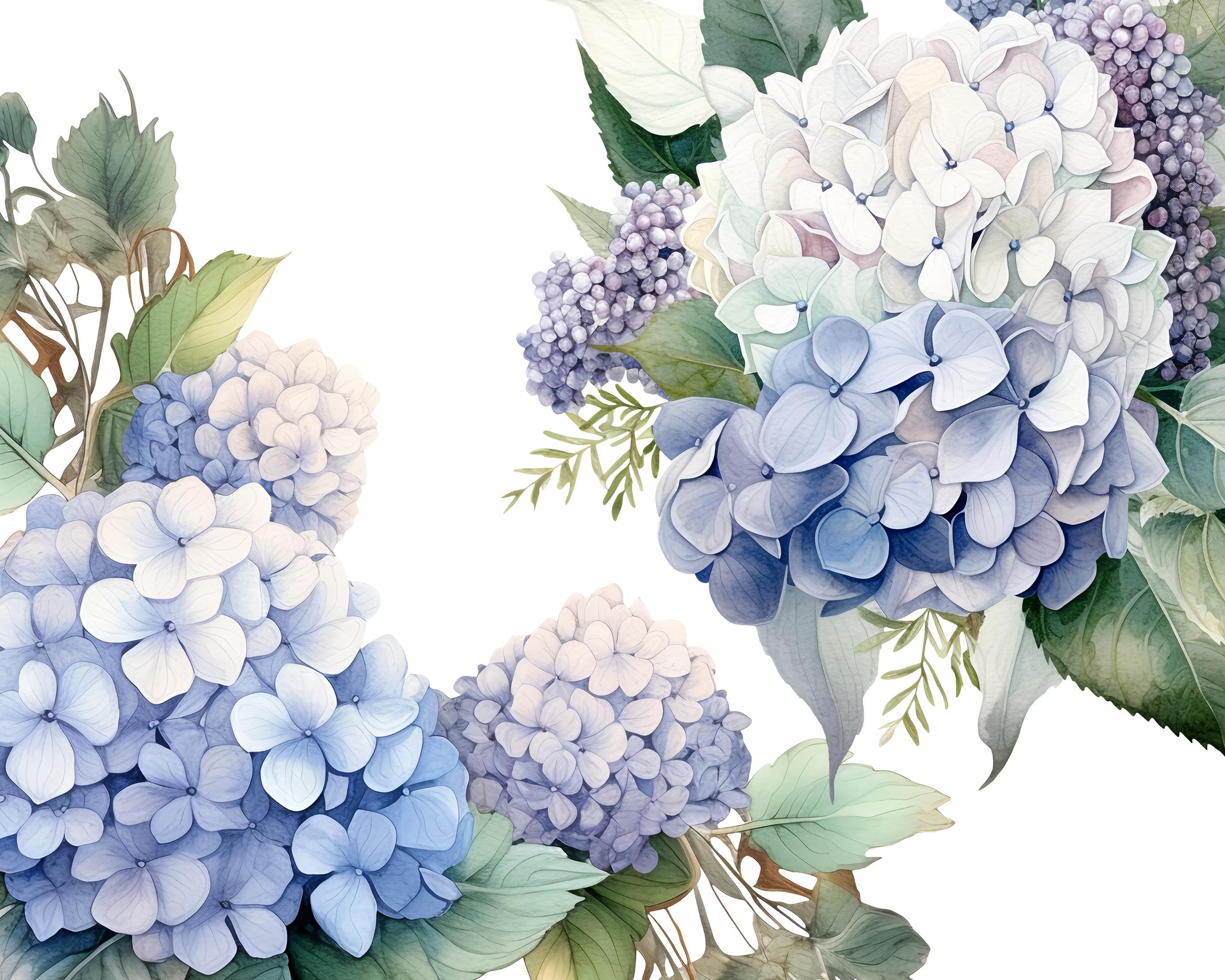 Set of 8 Png, Hydrangeas Clipart, Flowers Png, Hydrangeas Bouquet PNG ...