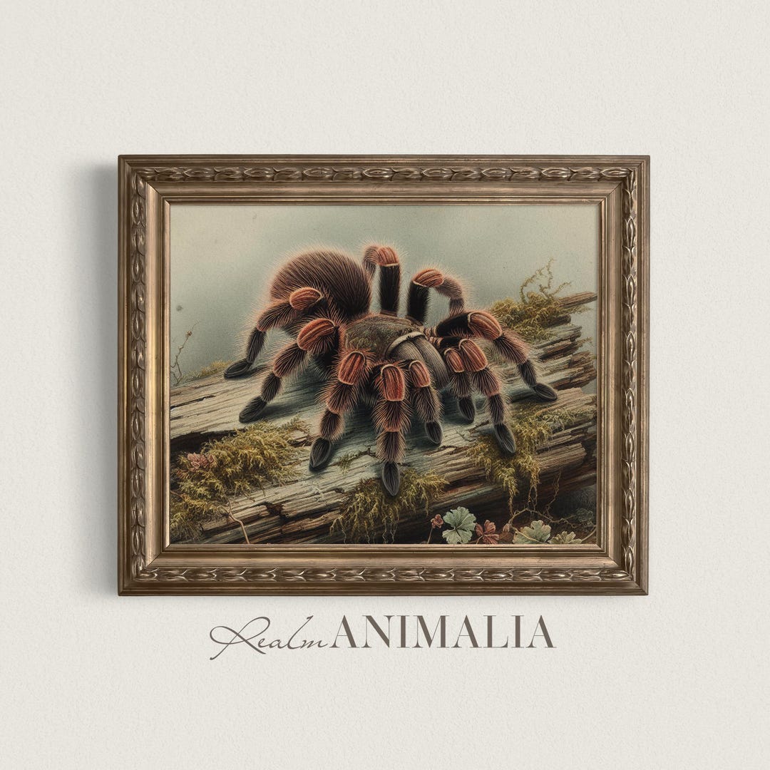 Vintage Mexican Red-knee Tarantula Watercolor Print (digital Download ...