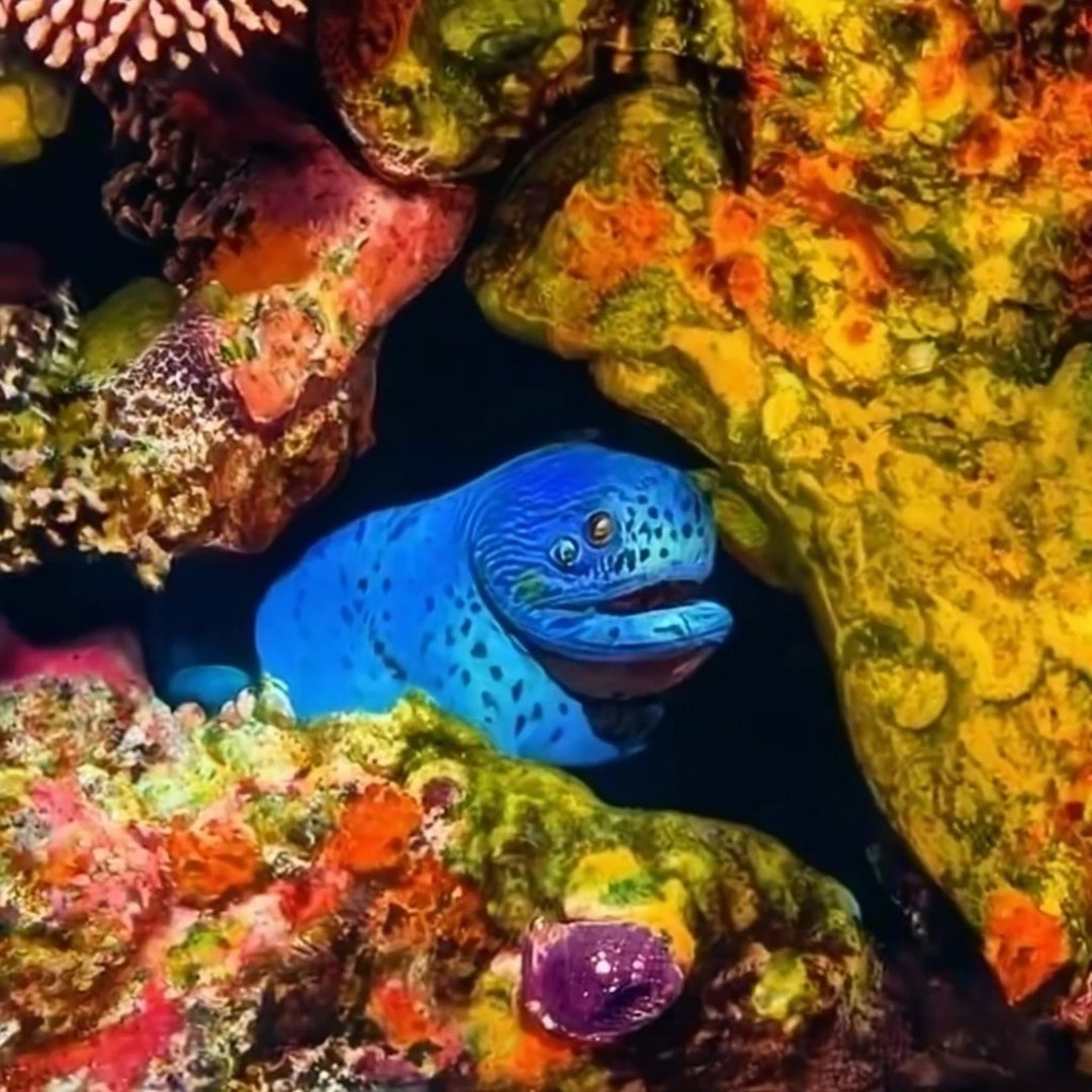 Great Barrier Reef Coral Scenes Vibrant Digital Art Digital Download ...