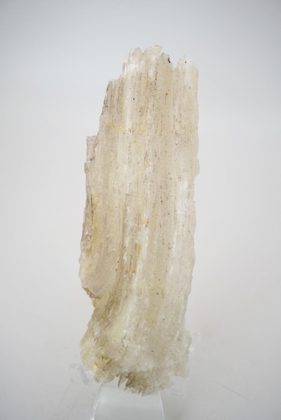 Ram’s Horn Selenite From Mexico - Etsy