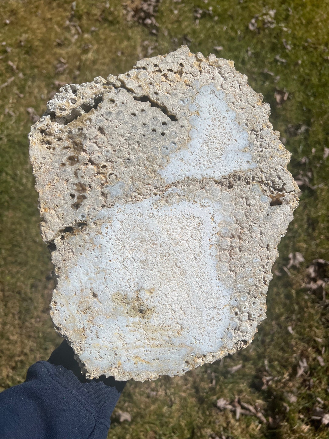 HUGE Agatized Coral Slab - Unique Fossil Specimen - Natural Crystal for ...