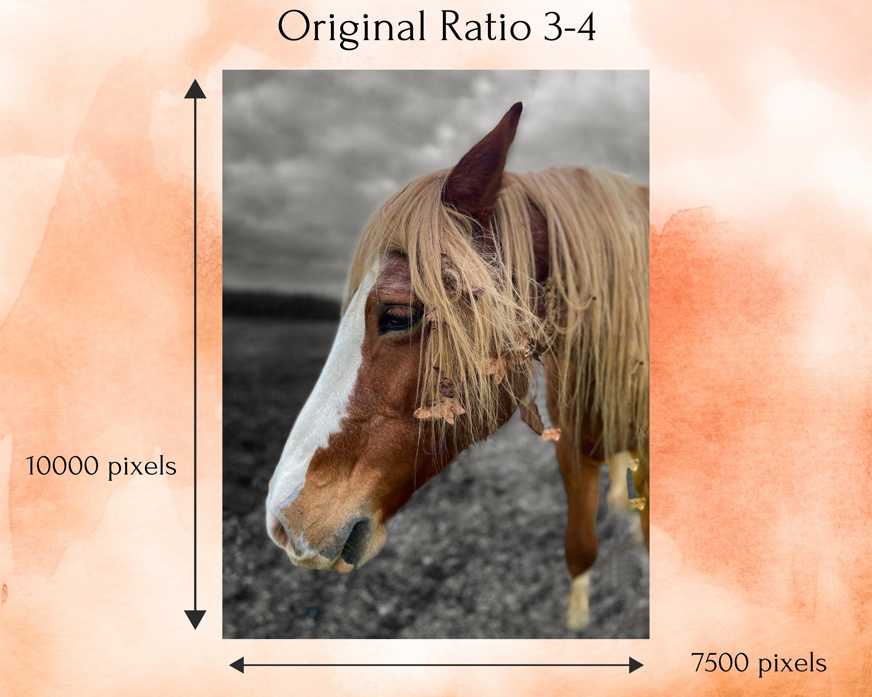 Horse Head Image Color Splash Digital Download Equine Art Print - Etsy