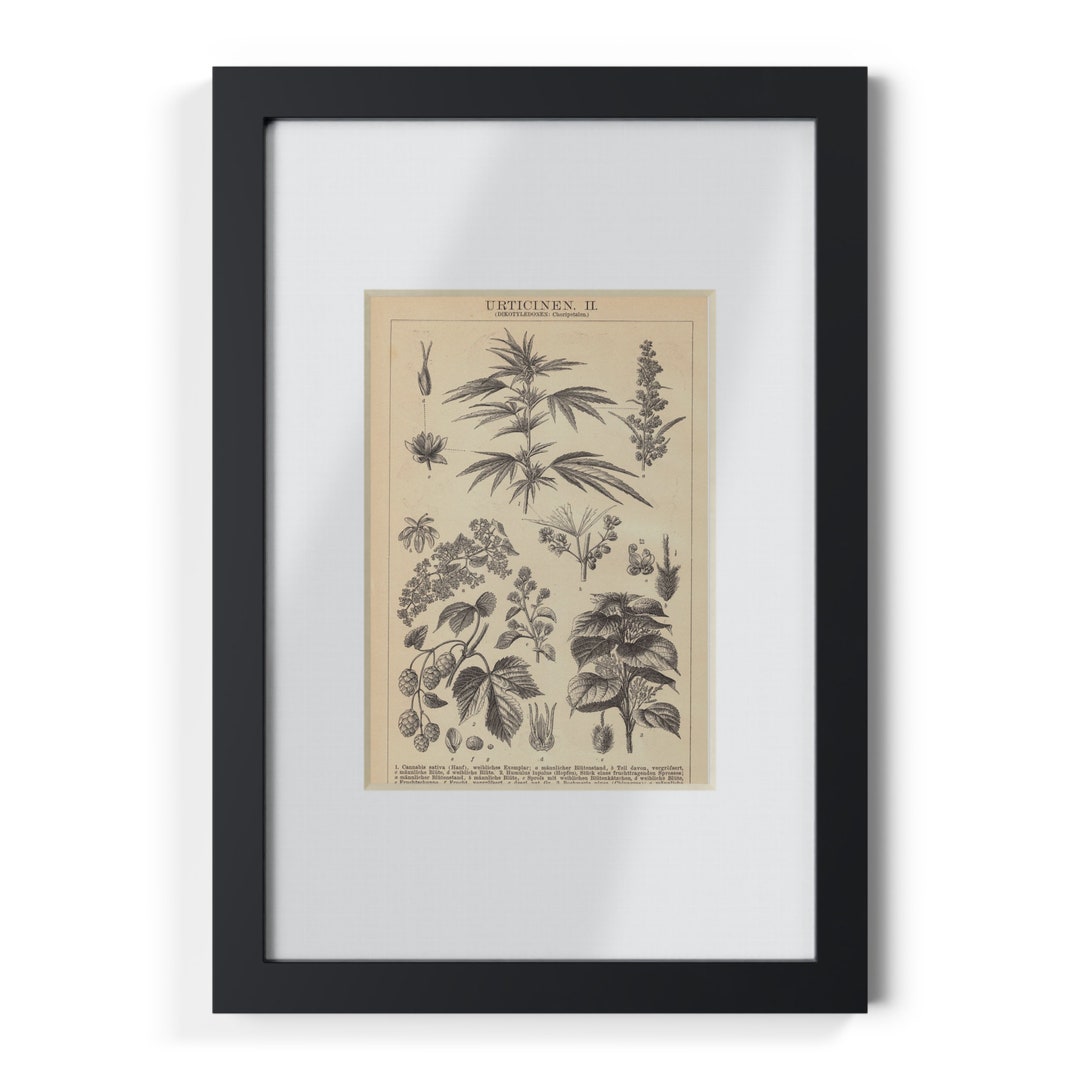 1895 Antique Herbal Poster Old Organic Print Urticines Cannabis Humulus ...