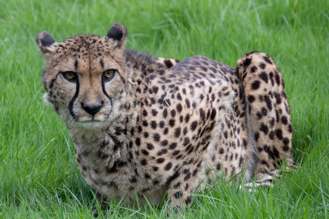Sub-saharan Cheetah Photography Prints, Big Cat Photography, Wildlife ...