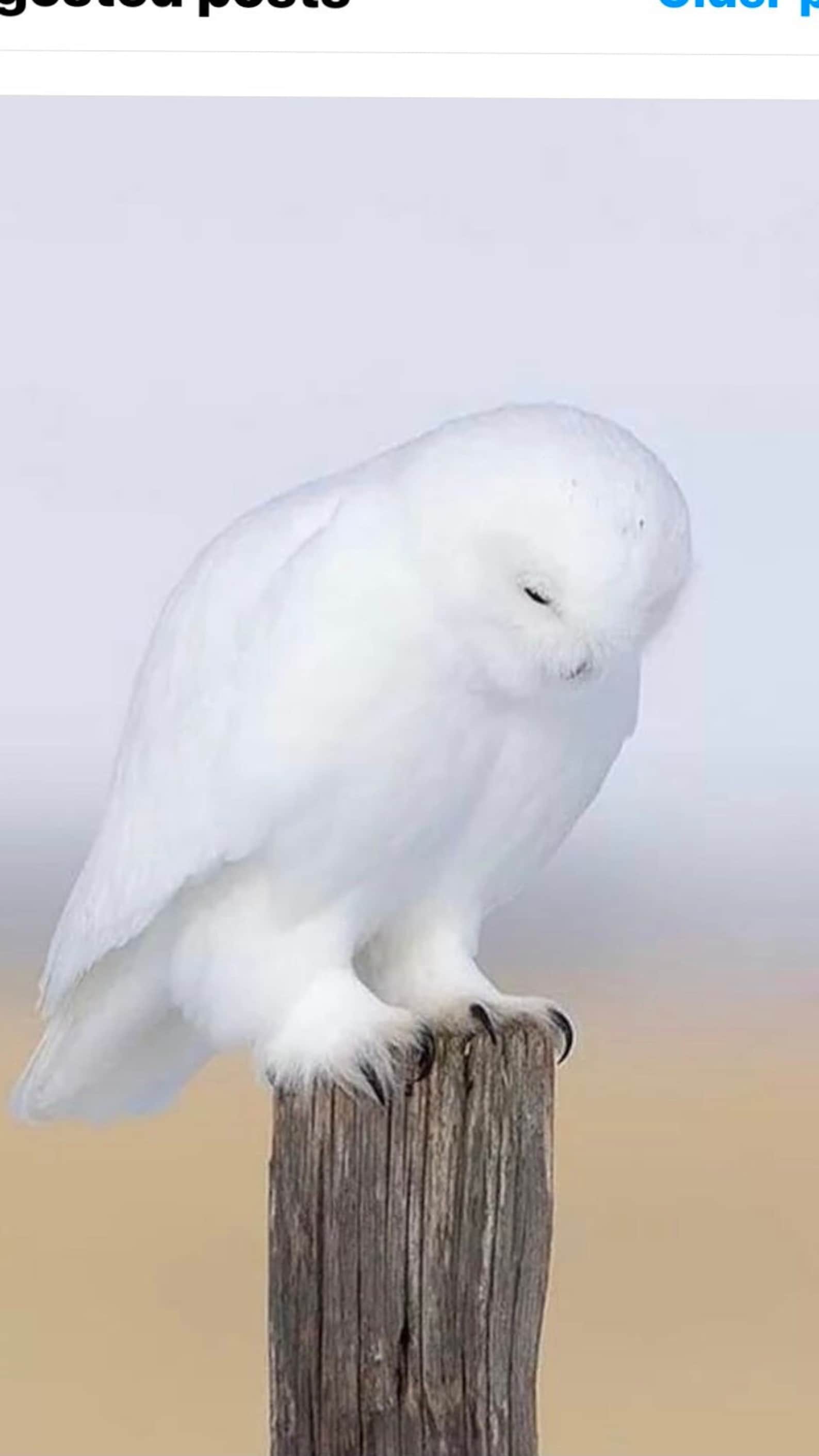 Cute White Bird Wallpaper - Etsy