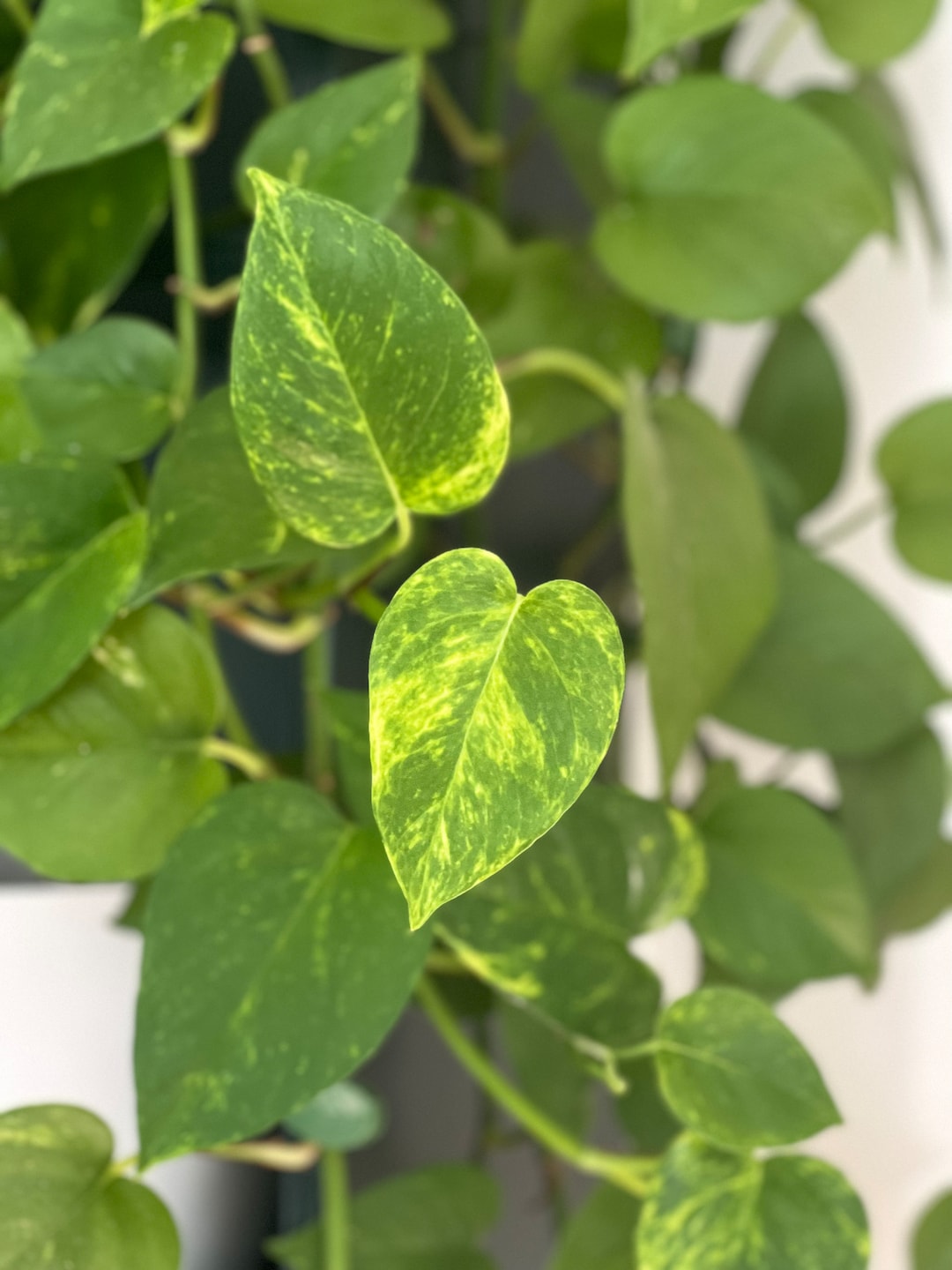 Variegated Golden Pothos Clipping Easy-to-grow Indoor Plant - Etsy