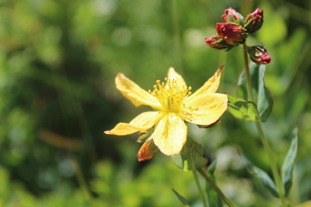 Golden Embrace: Hypericum Montanum in Bloom - Etsy