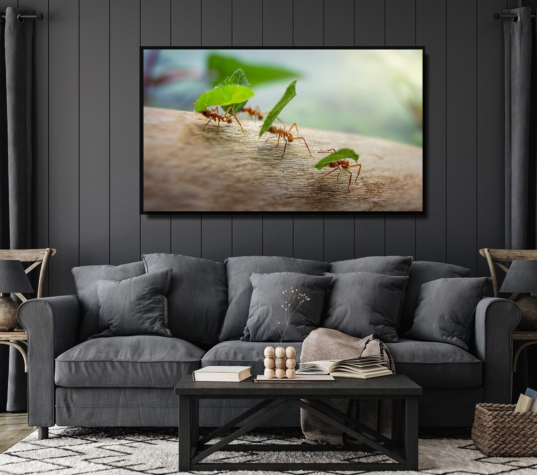 Ants Photo of Nature. Ants on a Branch. Interior Decoration for a ...