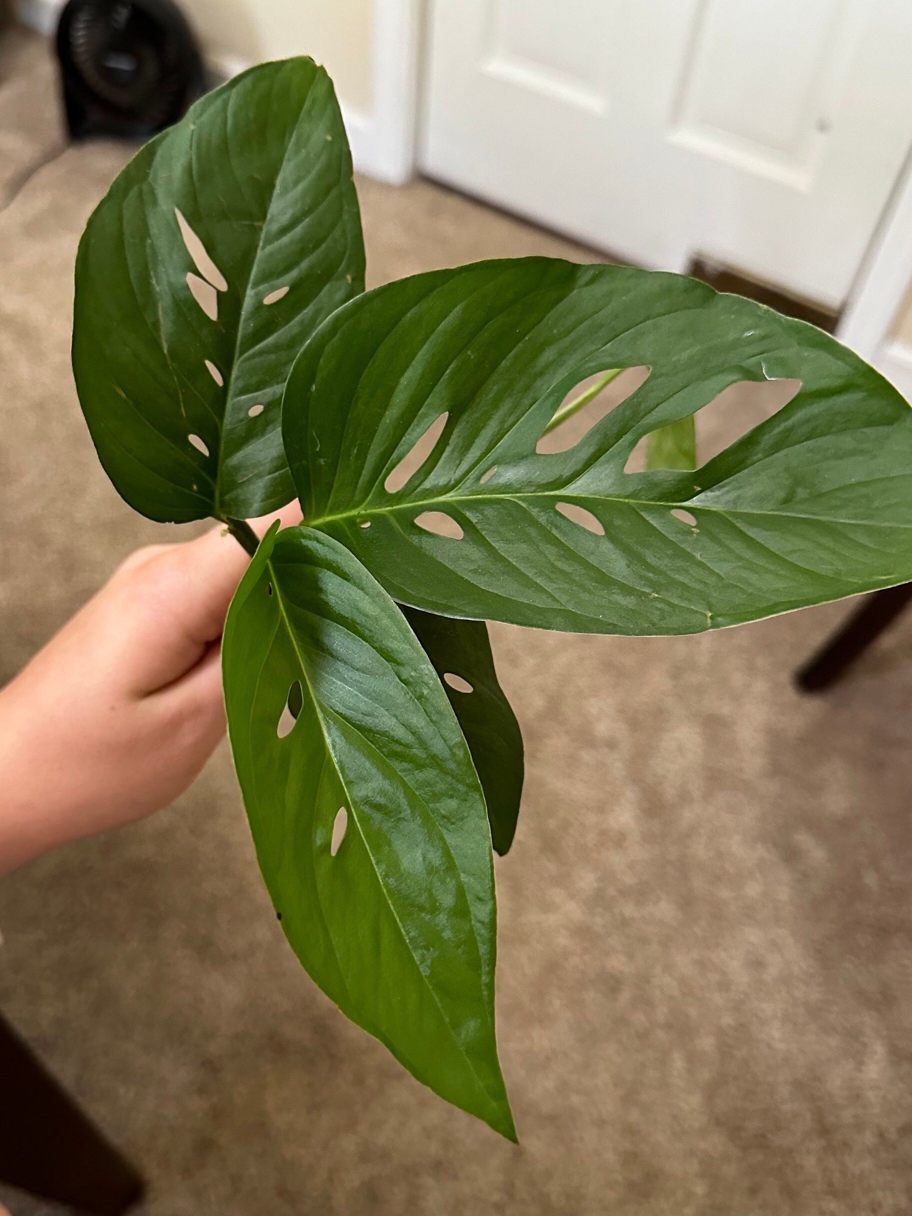 Monstera Adansonii Narrow Form Cuttings - Etsy