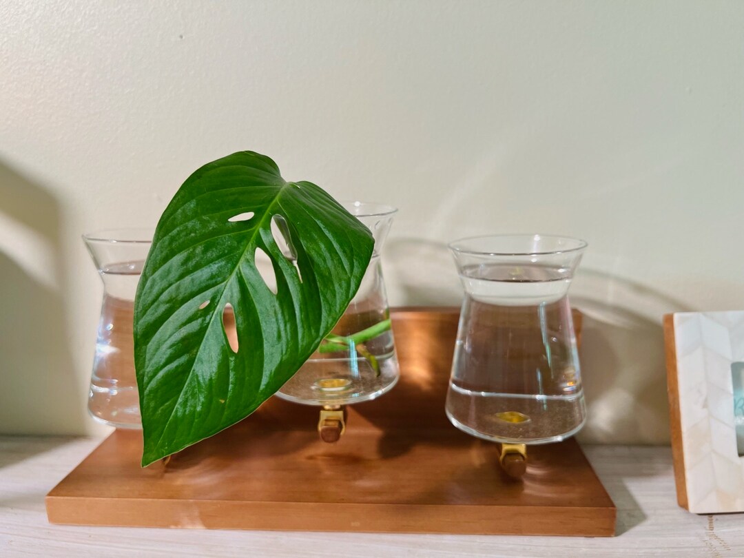 Monstera Adansonii Narrow Form Cuttings - Etsy