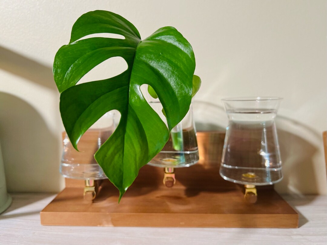 Mini Monstera - Rhaphidophora Tetrasperma - Cuttings - Etsy