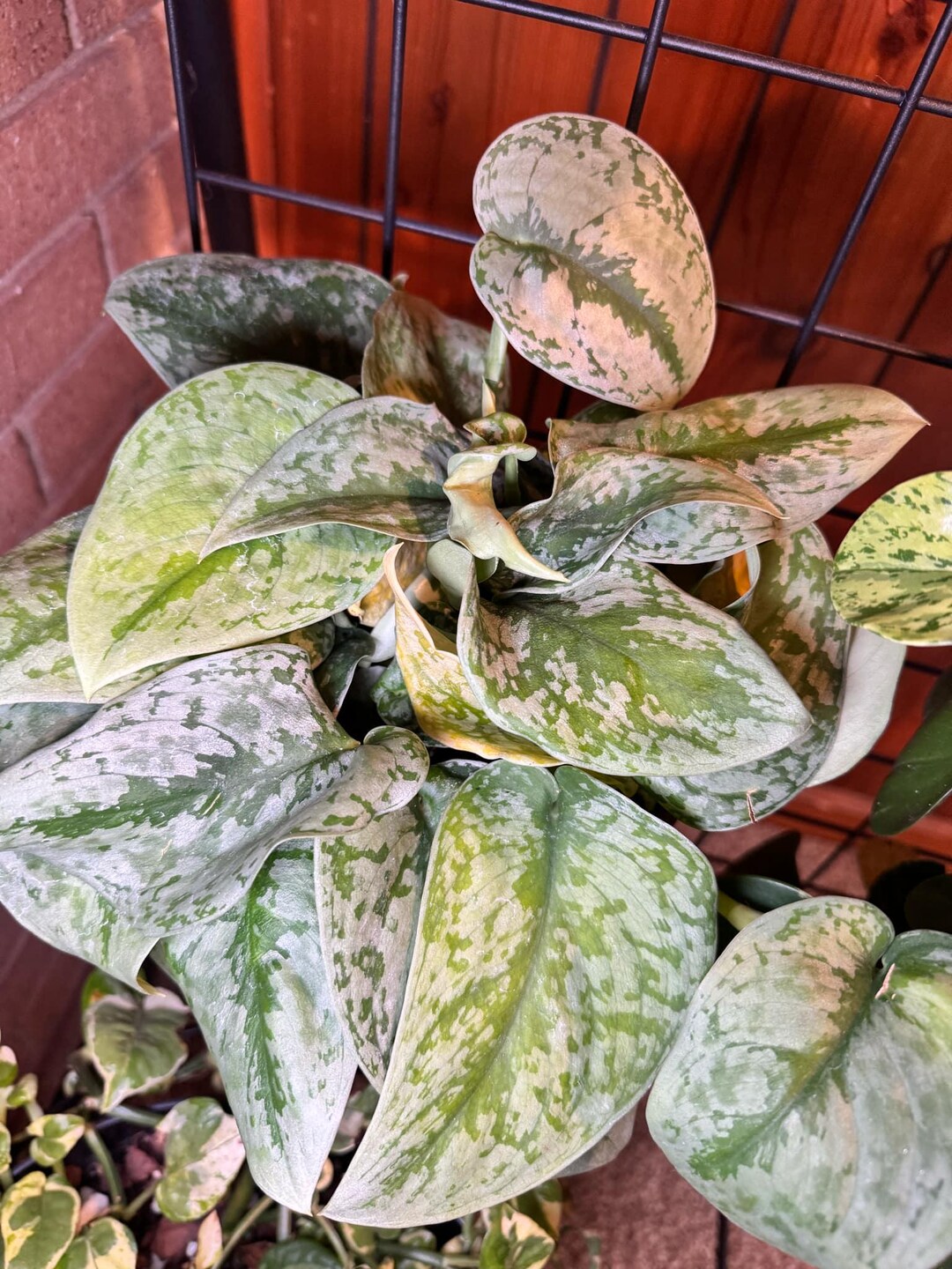 Scindapsus Silver Cloud Cuttings - Etsy