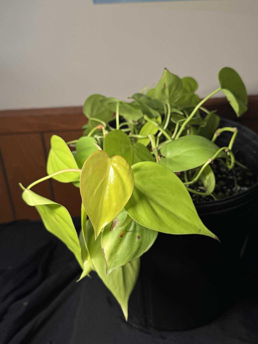 Philo Neon Heartleaf : Air Purifier, Established Roots - Etsy