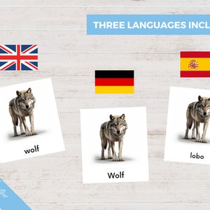 NOCTURNAL ANIMALS 24 Montessori Cards German Spanish Flash Card ...